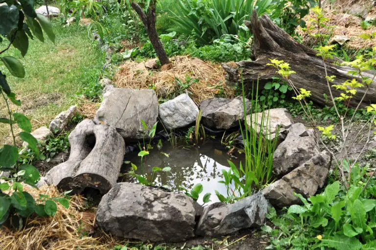 Turn an Old Tyre into an Amazing Pond - The DIY Life