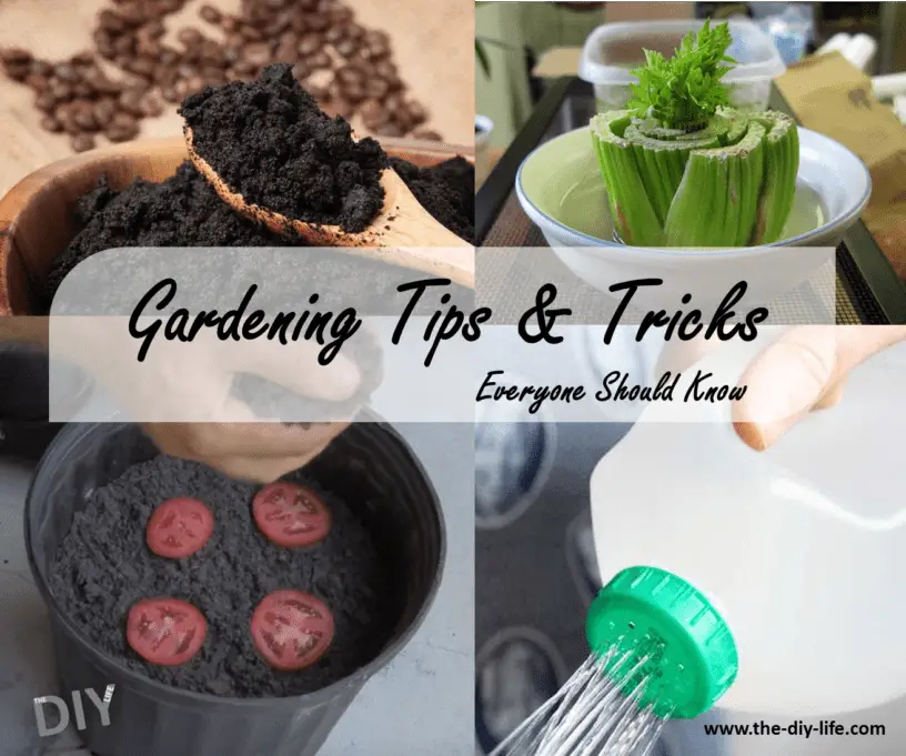 5 Gardening Tips & Tricks That Everone Should Know - The DIY Life