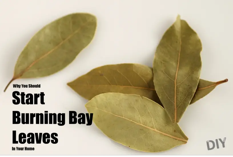 Is Burning Bay Leaves Bad For You at Audrey Cunningham blog