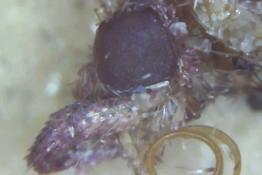 Skybasic Wireless Digital Microscope Review - The DIY Life