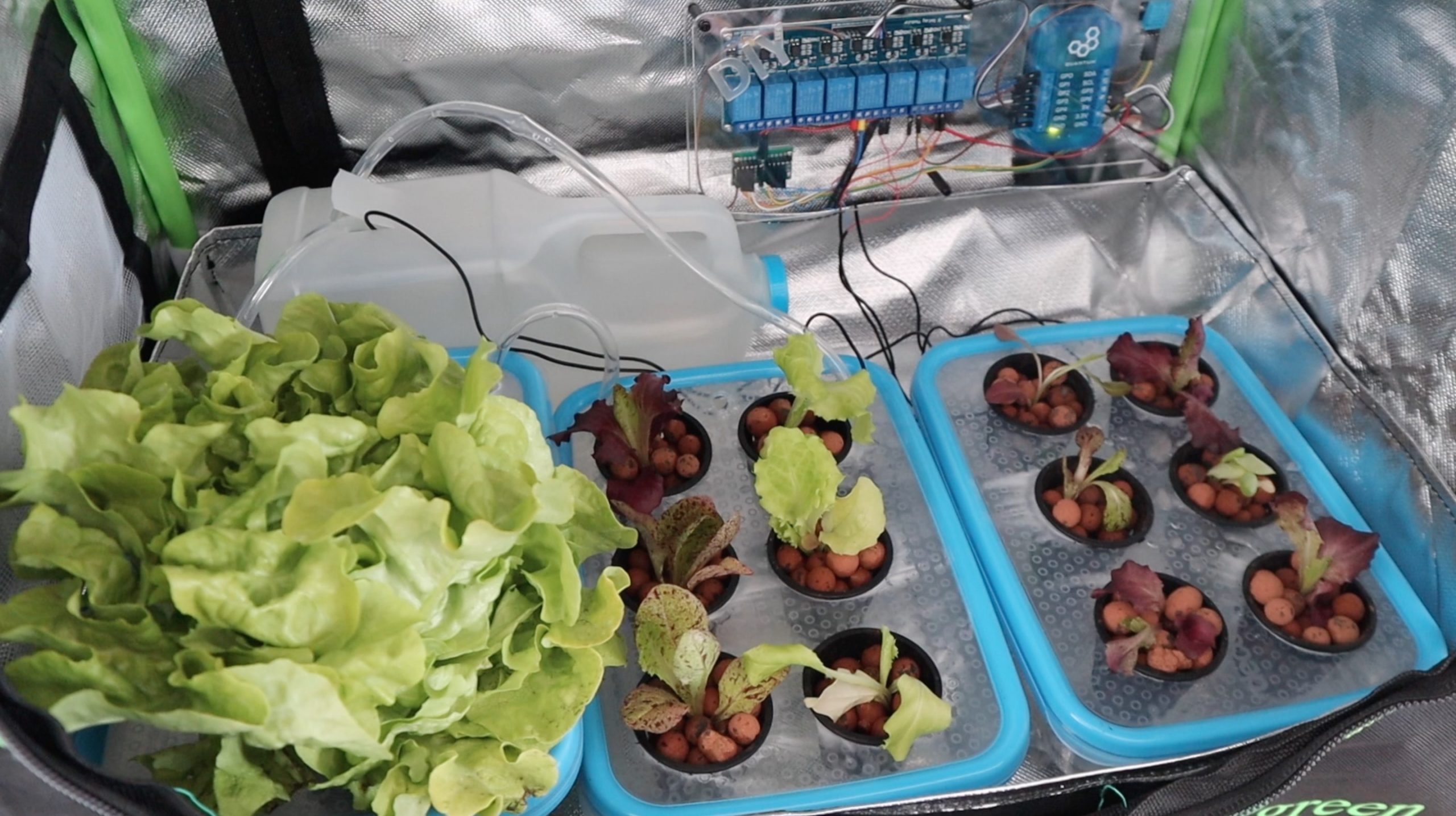 Lettuce Growing In Hydroponic Grow Bed - The DIY Life